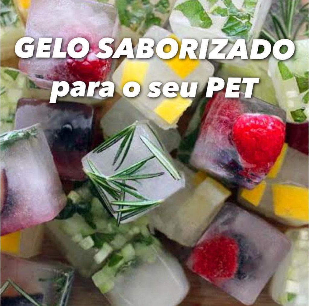 GELO SABORIZADO para o seu Pet – Comida de Verdade Pet